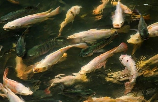 abandoned-shopping-mall-bangkok-fish-jesse-rockwell-2_R | YOSO-Walk